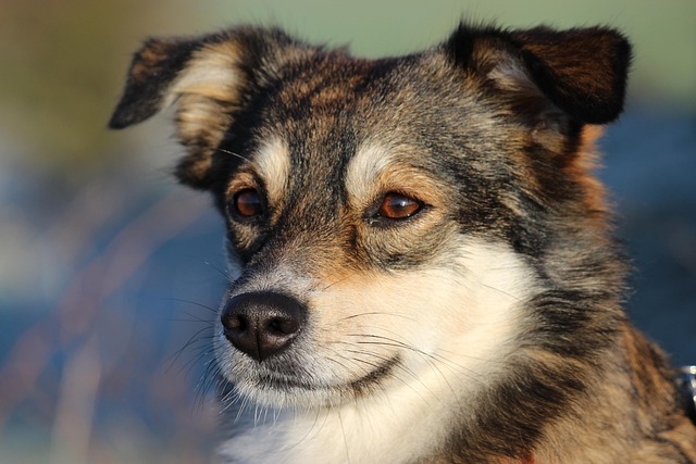 How to Treat Eye Worm Disease in Dogs?-My pet shops