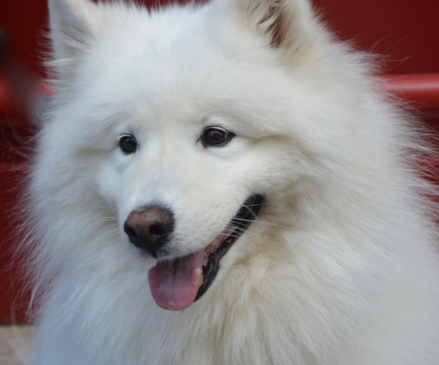 What is the ideal weight for a Samoyed?-My pet shops