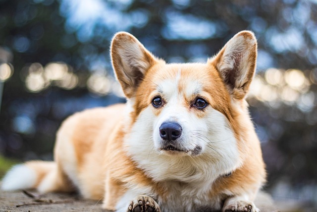 How to treat corgi skin dermatitis?-My pet shops