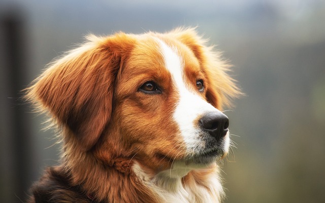 What causes skin fold dermatitis in dogs?-My pet shops