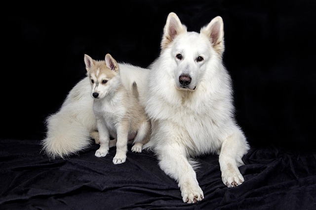 What does the poop of a dog with parvovirus look like?-My pet shops