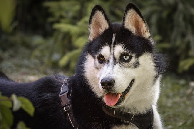 What to do when a husky is vomiting?-My pet shops