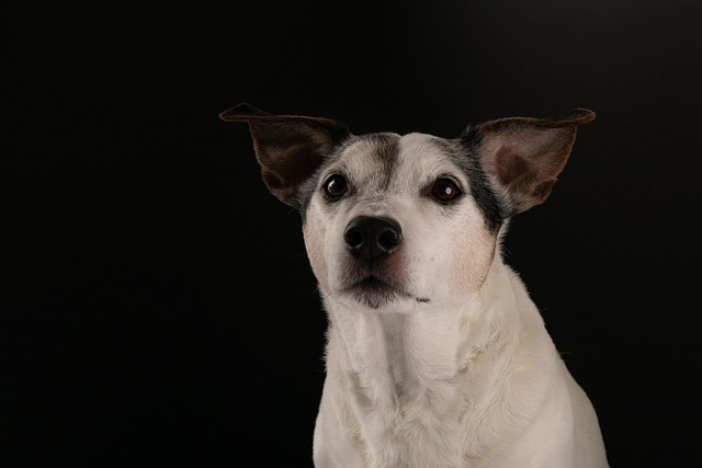 How to tell if a dog has a respiratory infection?-My pet shops
