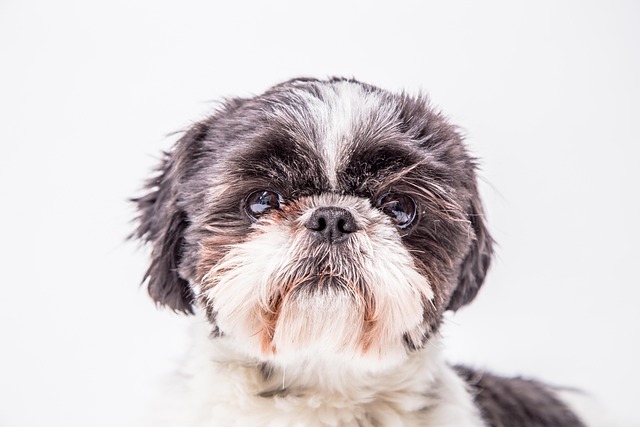 What is a natural bronchodilator for dogs?-My pet shops