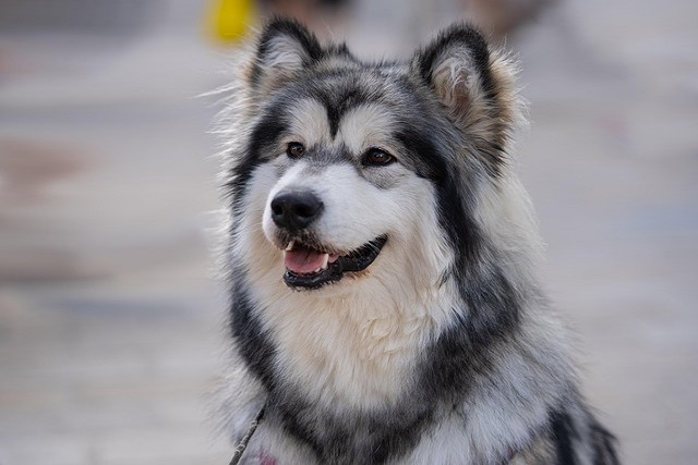 How to train the bad habit of husky screaming-My pet shops