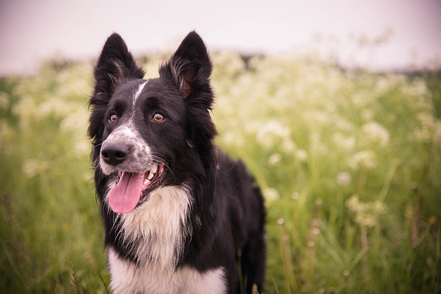 How to train a Border Collie basic commands?-My pet shops